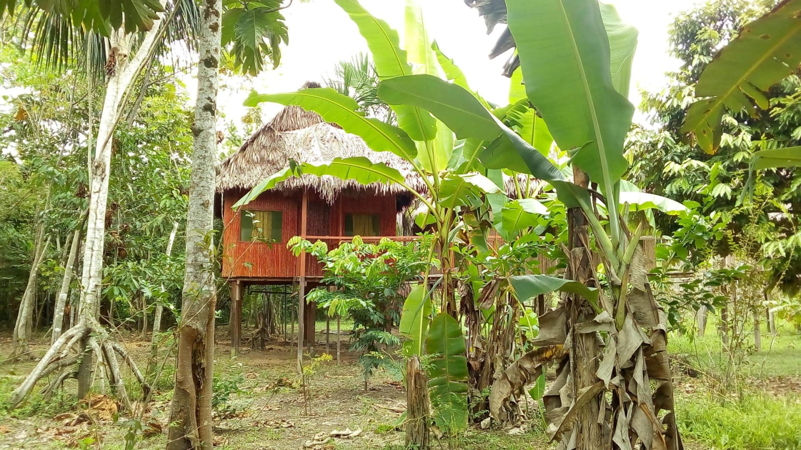 Antares Amazon Lodge, Iquitos - Is it Worth it? NEW Reviews 2025