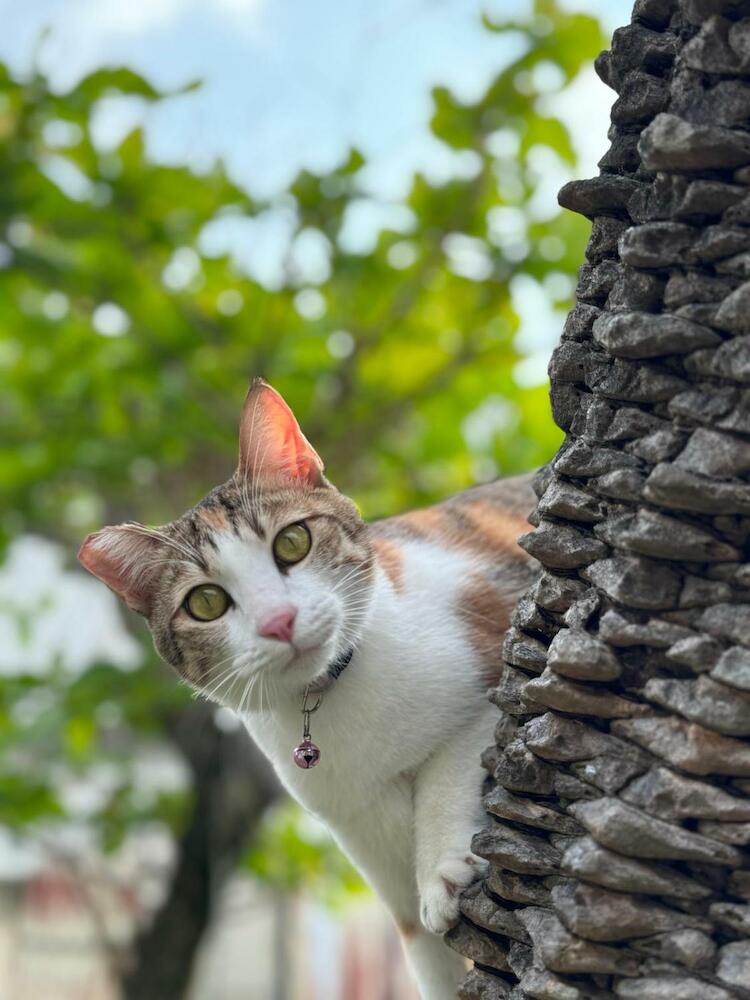 Best Hostels for Adults in Green Island in 2025